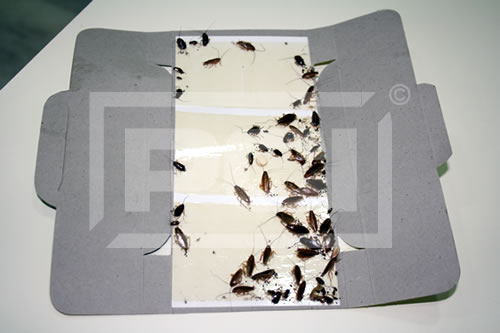 PCI | Catch-A-Roach® is a non-toxic glue-based cockroach trap