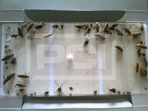 catch-a-roach-4a | Pest Control India