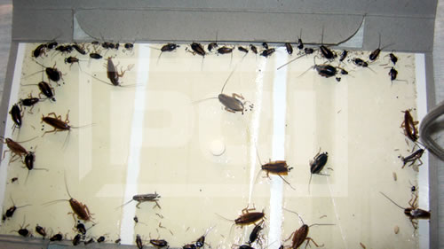 catch-a-roach-5a | Pest Control India