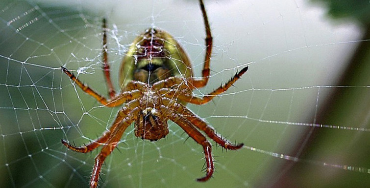 New Giant Tarantula species In Sri Lanka | Pest Control India